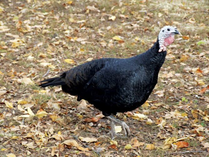Heritage Turkey Breeds for the Rural American - Grit